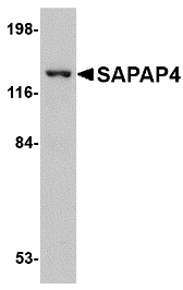 SAPAP Detection Set - Cat. No. PSI-1826 | ProSci