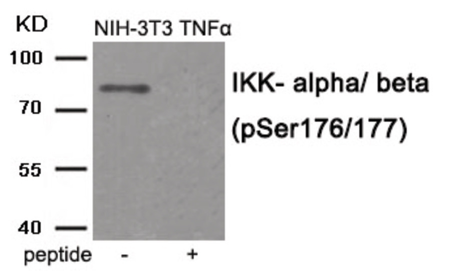 IKK- alpha/ beta (phospho Ser176/177) Antibody - Cat. No. 79-982 | ProSci