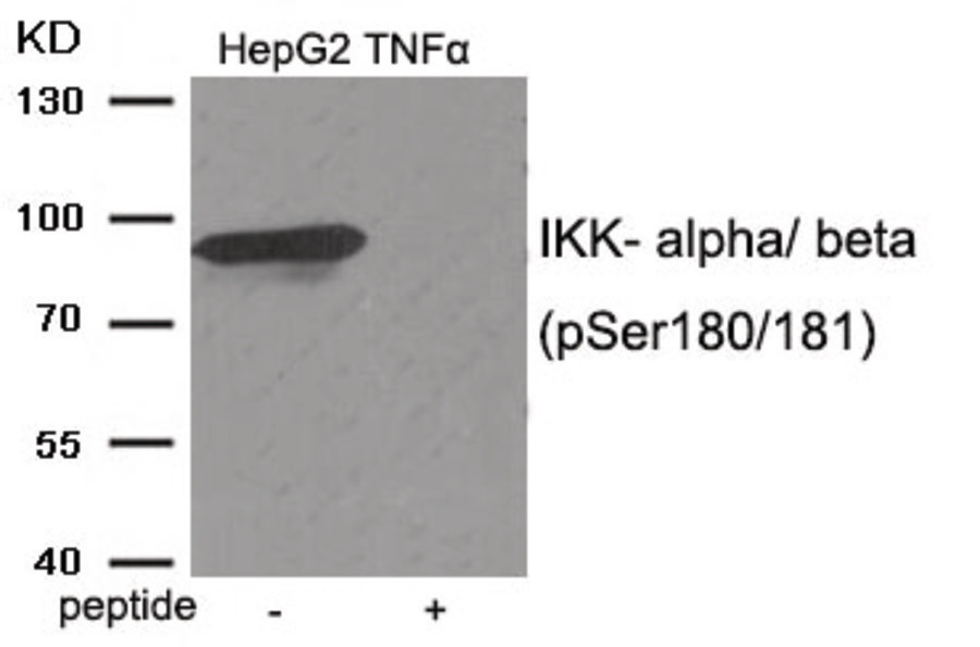 IKK- alpha/ beta (phospho Ser180/181) Antibody - Cat. No. 79-981 | ProSci