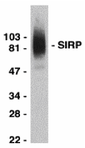SIRP alpha Antibody - Cat. No. 1125 | ProSci