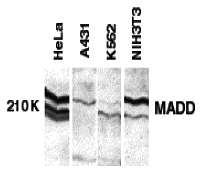 MADD Antibody - Cat. No. 1150 | ProSci
