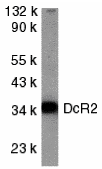 DcR2 Antibody - Cat. No. 2021 | ProSci