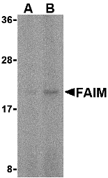 FAIM Antibody - Cat. No. 2309 | ProSci