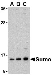 Sumo Antibody - Cat. No. 3969 | ProSci