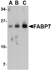 FABP7 Antibody - Cat. No. 4259 | ProSci