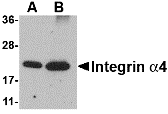 Integrin alpha 4 Antibody - Cat. No. 4827 | ProSci