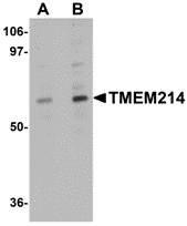 TMEM214 Antibody - Cat. No. 5297 | ProSci