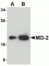 MD-2 Antibody [1A2E3] - Cat. No. PM-4847 | ProSci