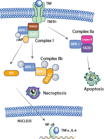 Insights into the Molecular Mechanisms Regulating Necroptosis | ProSci ...