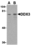 DDX3 Antibody - Cat. No. 3759 | ProSci