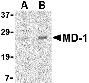 MD-1 Antibody - Cat. No. 3851 | ProSci