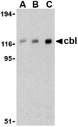 Cbl Antibody - Cat. No. 3967 | ProSci