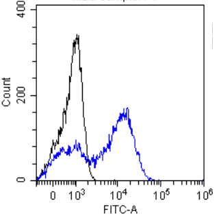 Alpha-fetoprotein (AFP) Antibody [AF5], Rabbit IgG | ProSci Incorporated
