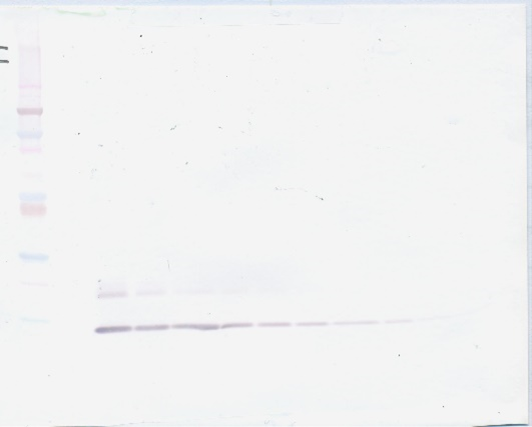 MIP-5 (CCL15) Antibody | ProSci Incorporated