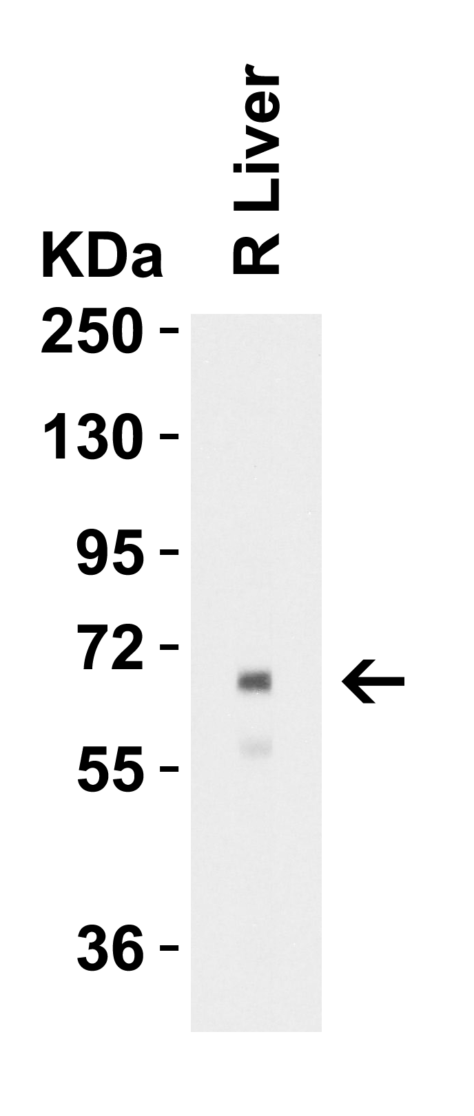 Albumin Antibody - Cat. No. 5159 | ProSci