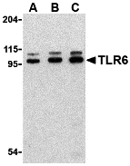 TLR6 Antibody - Cat. No. 3653 | ProSci