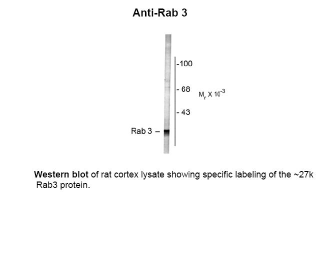 Rab 3 Antibody - Cat. No. 50-187 | ProSci