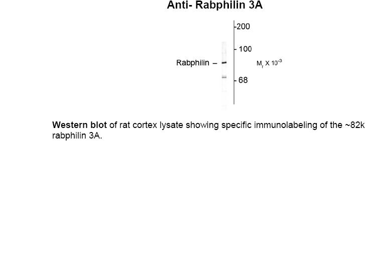 Rab 3 Antibody - Cat. No. 50-188 | ProSci
