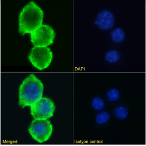 CD155 Antibody [3F1], Rabbit IgG | ProSci Incorporated