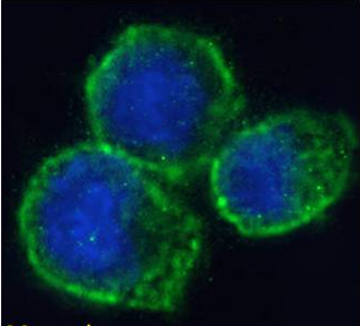 CD40 Antibody [A54 scFv], Rabbit IgG | ProSci Incorporated