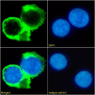 CD53 Antibody [HD77], Rabbit IgG | ProSci Incorporated