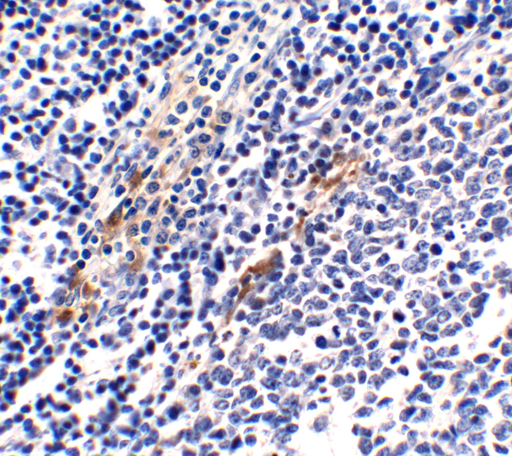 ZBP1 Antibody - Cat. No. 4401 | ProSci