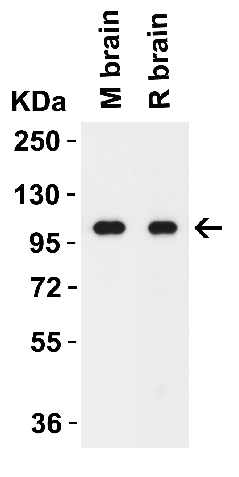 MDA5 Antibody - Cat. No. 4037 | ProSci
