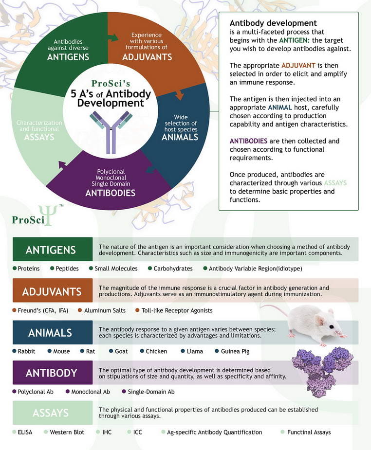 ProSci s 5 A s of Antibody Development Infographic | ProSci Incorporated