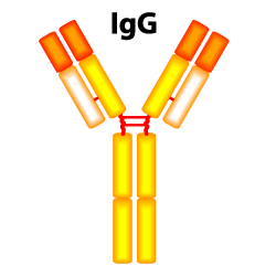 Antibody Basics: Isotypes | ProSci Incorporated